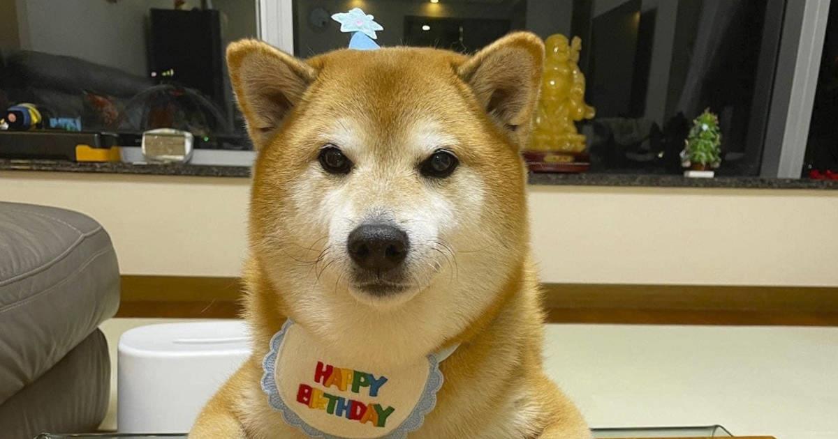 ¿Cuántos años cumple Cheems?