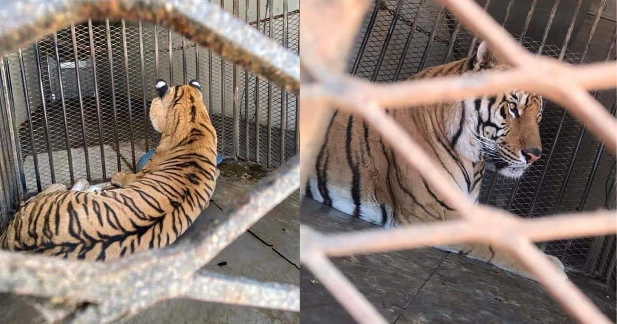 Aseguran tigre de bengala en garita de Sonora